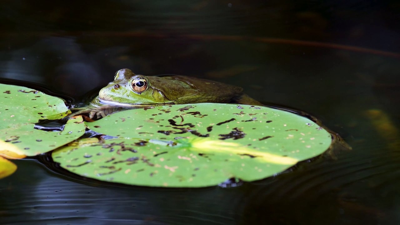 Katak - 145779 - video Dailymotion