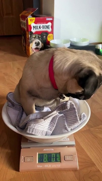 8 Pounds of Cuteness - video Dailymotion