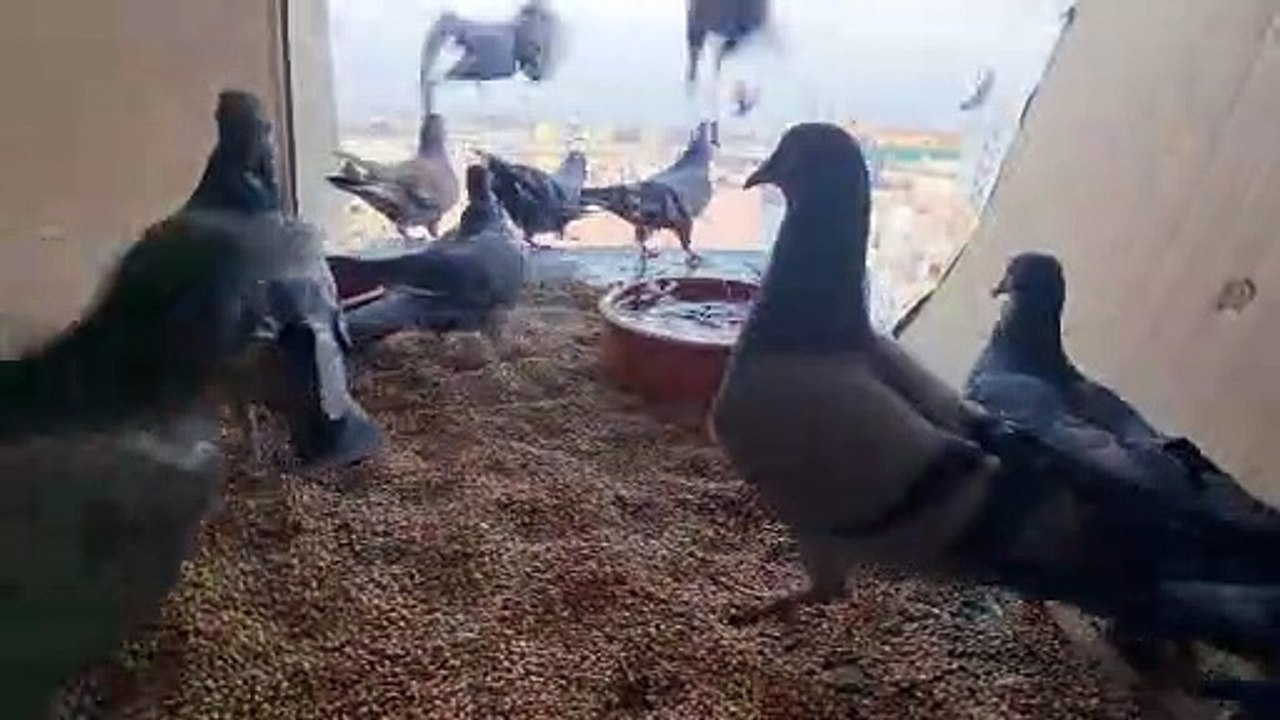 wellcome | Piegon | Dubai | DXB | Love | Feeding #pigeons |United Arab ...