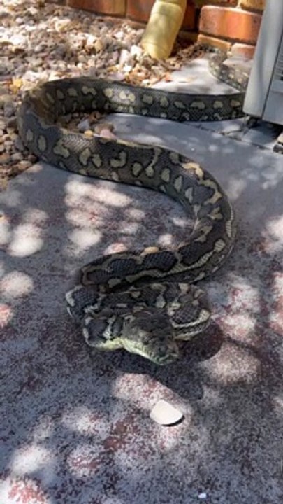 Massive Carpet Python Bites Snake Catcher - video Dailymotion