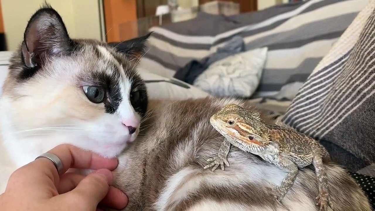Cat and Lizard Become Friends - video Dailymotion