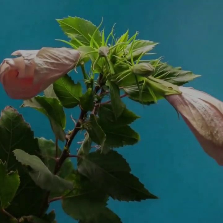 Beautiful flowers blooming - video Dailymotion