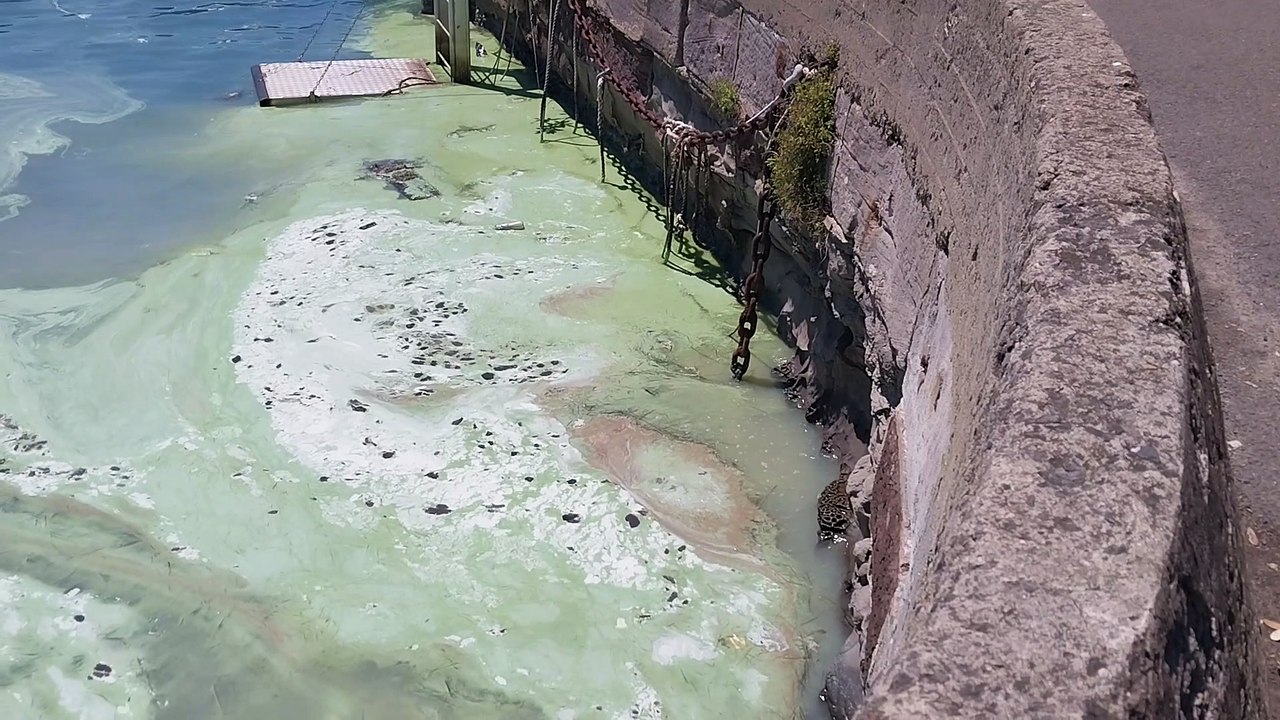 Suspected algae in Wollongong Harbour where the Australia Day Aquathon ...