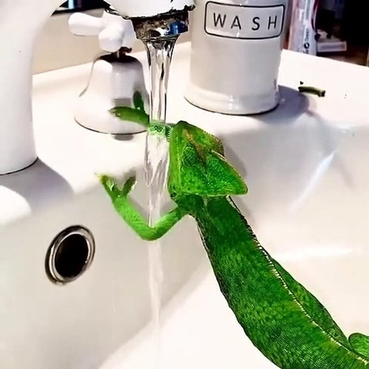 Chameleon Washes its Hands in a Sink - video Dailymotion