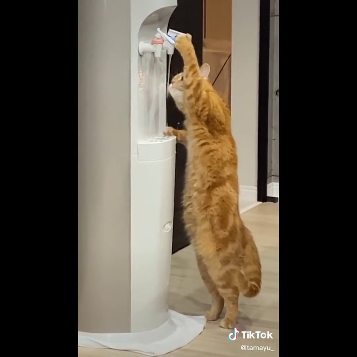 Don't try to contain your laughter when seeing the funniest cats in the ...