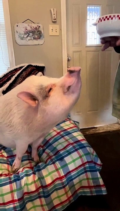 Pig Enjoys Second Breakfast - video Dailymotion