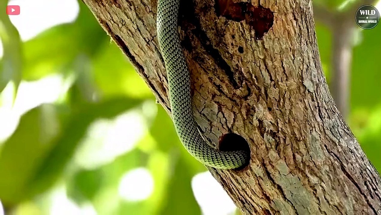 7 Incredible Moments Snakes Swallow Everything Wild Animals World ...
