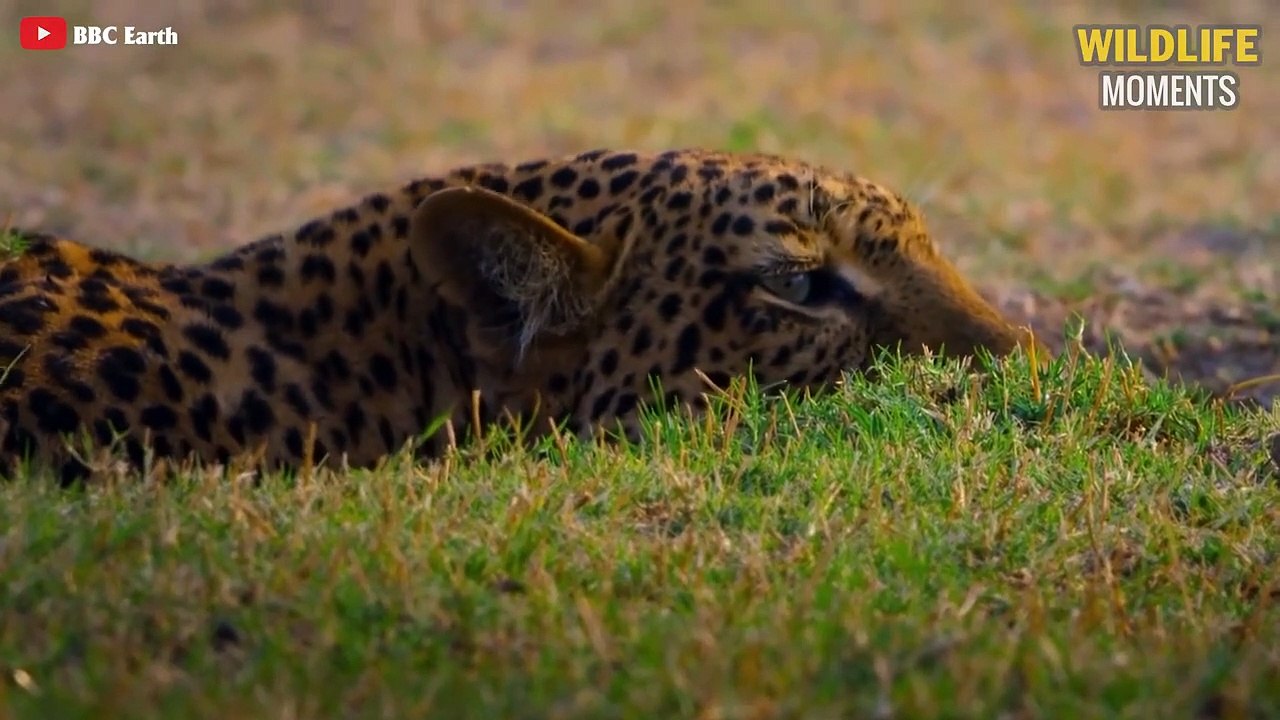 15 Incredible Moments Leopards Hunt Impala Caught On Camera - Wildlife ...