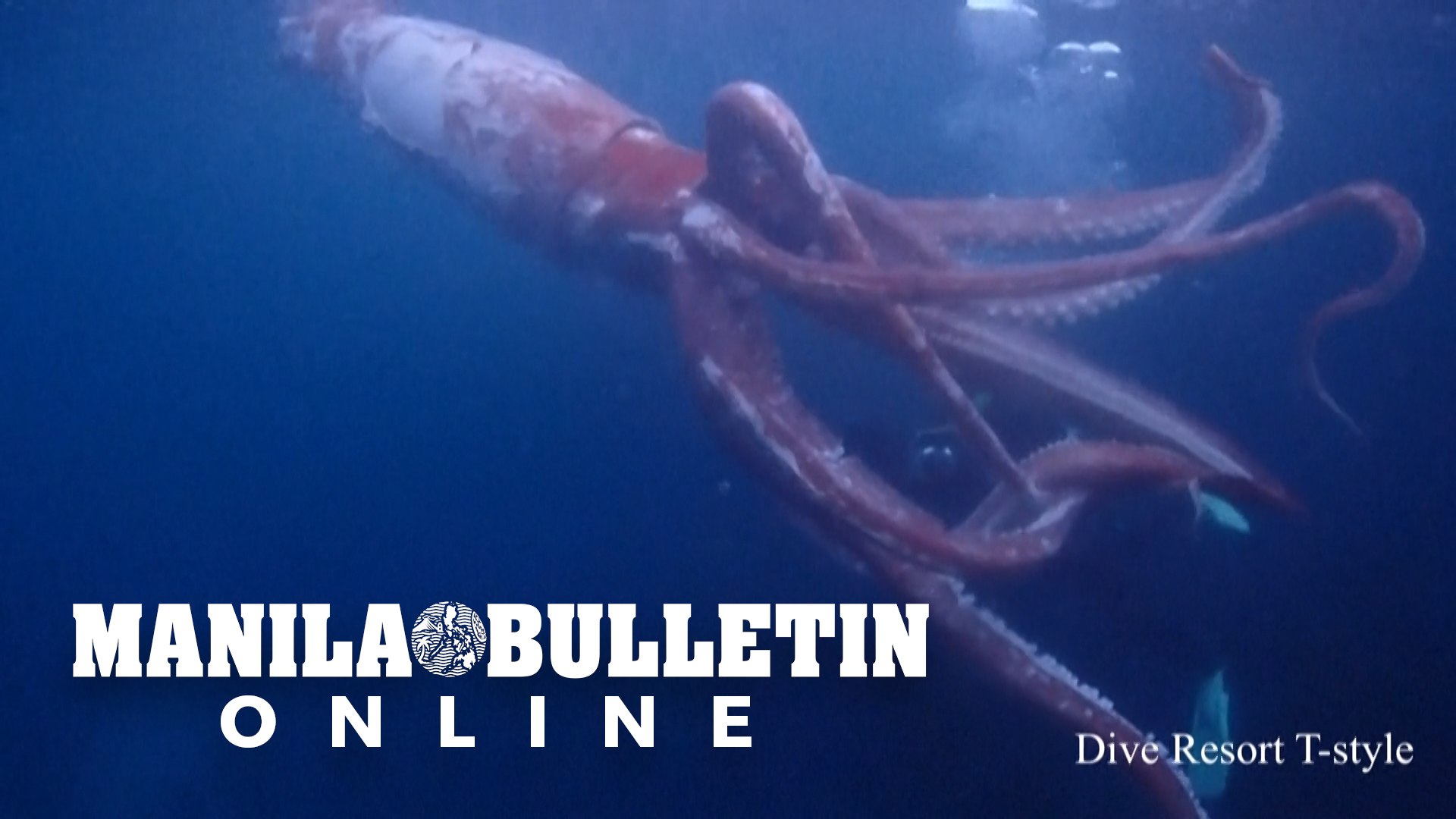 Jumbo Squid Flash Flail In First Ever Squidcam Video