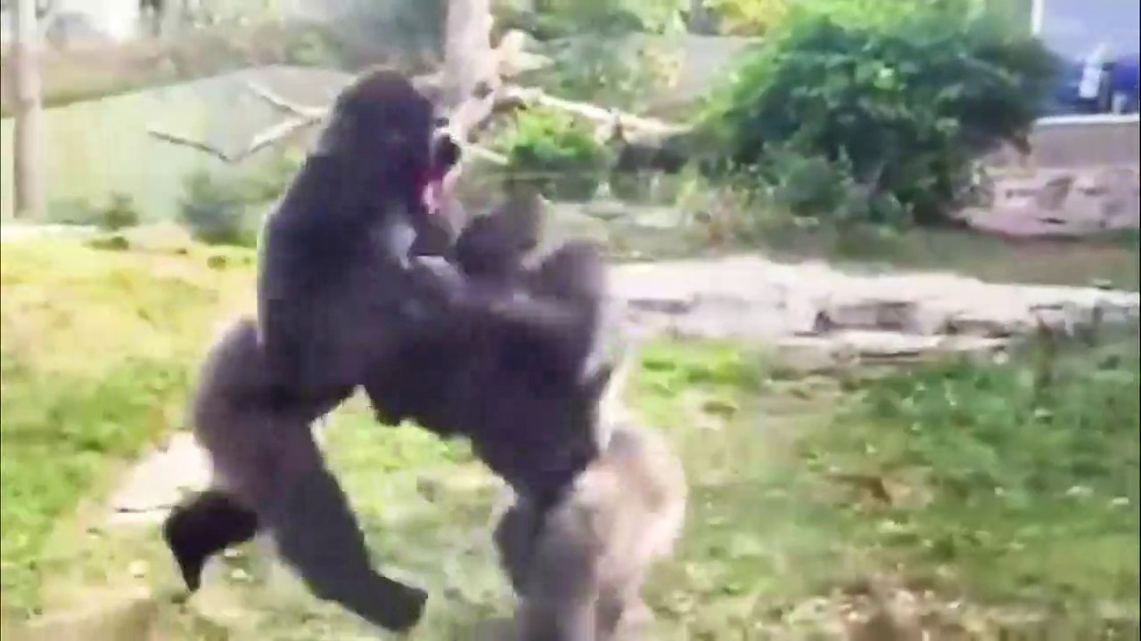 30 Times Animals Messed With The Wrong Opponent ! - video Dailymotion