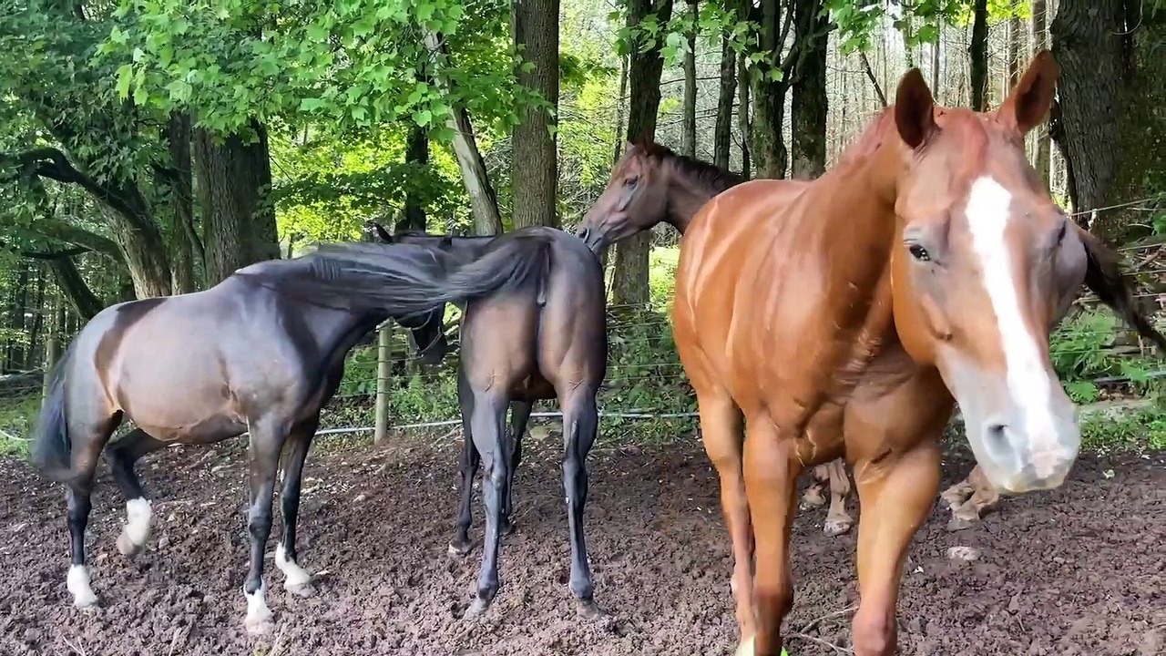 Horse Opera - Trailer (English) HD - video Dailymotion