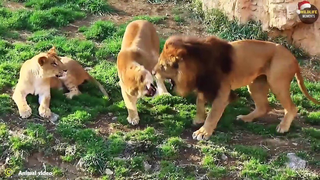 Lion vs Tiger Real Fight & 45 Epic Moments Lion Fight To Dea.th ...