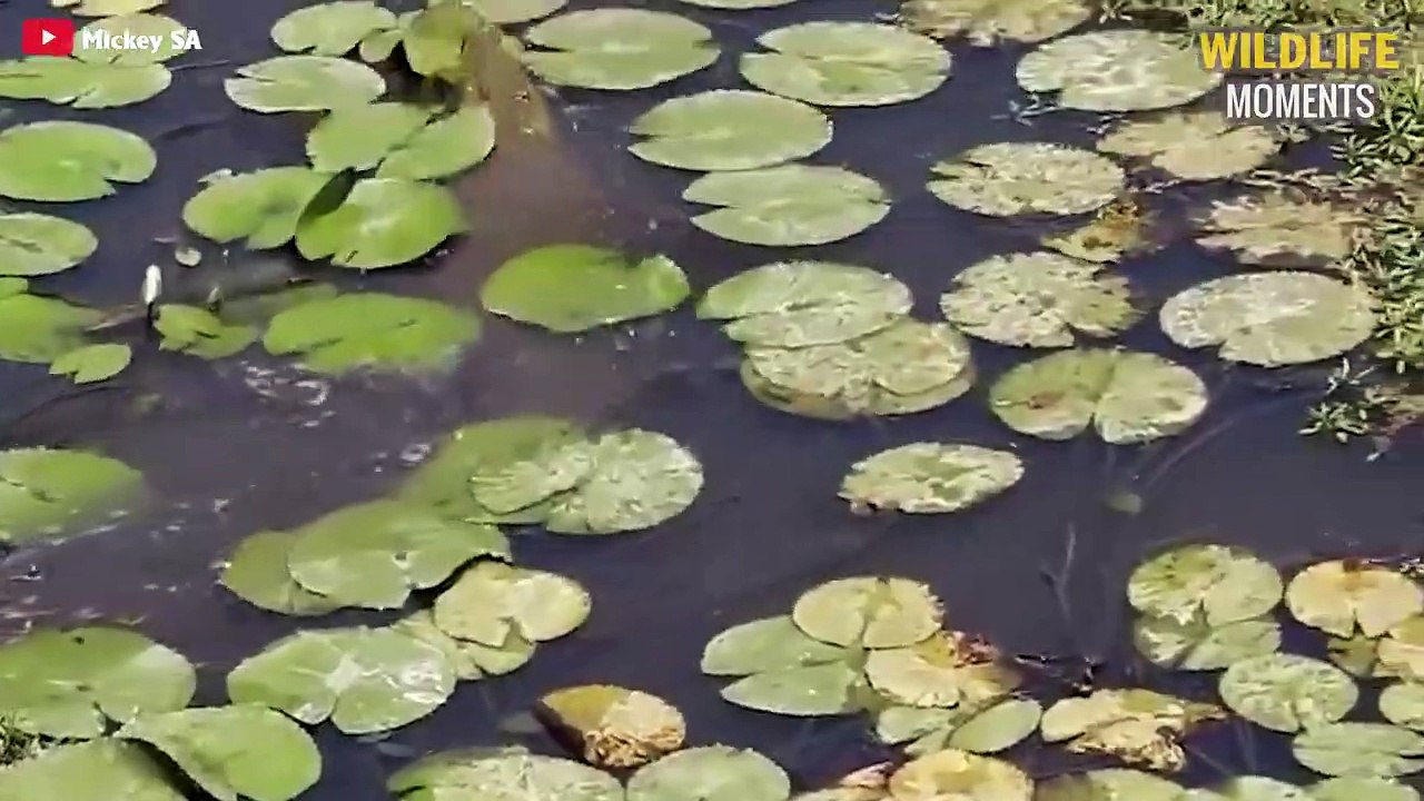 Scariest Moments Giant CROCODILE Hunt Their Prey - Wildlife Moments ...