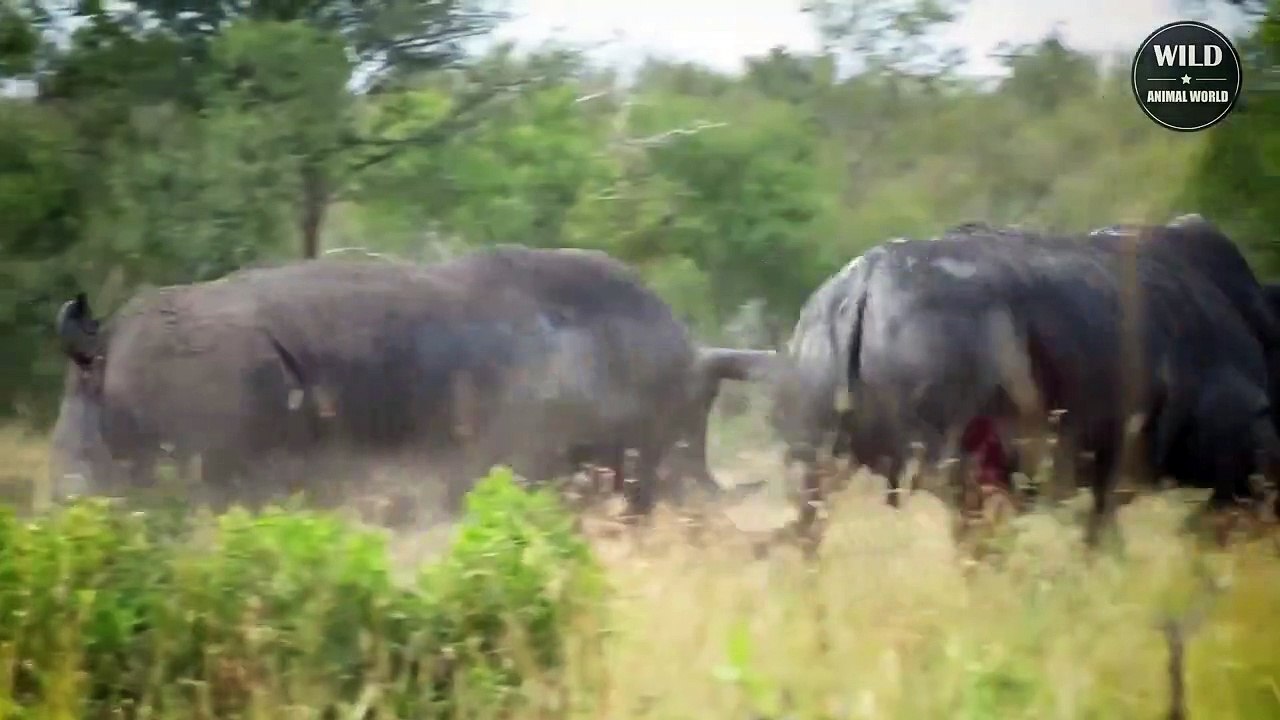 Shocking Scene ! 15 Times Animals Messed With The Wrong Opponent - Wild ...