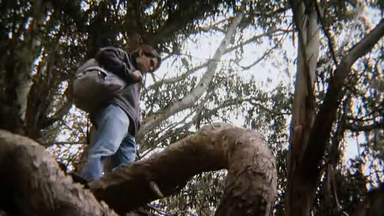 Primitive | movie | 2011 | Official Trailer - video Dailymotion