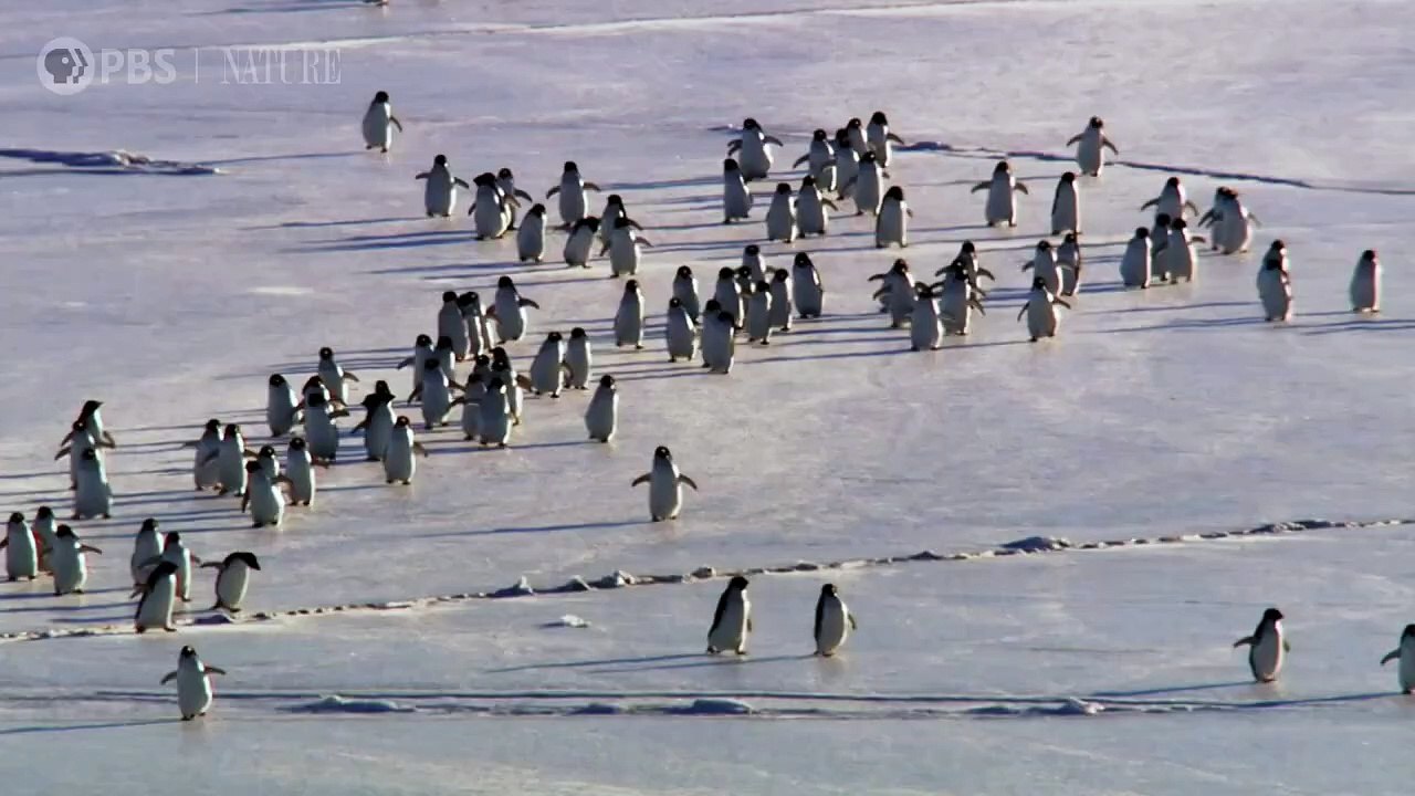 Penguins: Meet the Family | movie | 2020 | Official Trailer - video ...