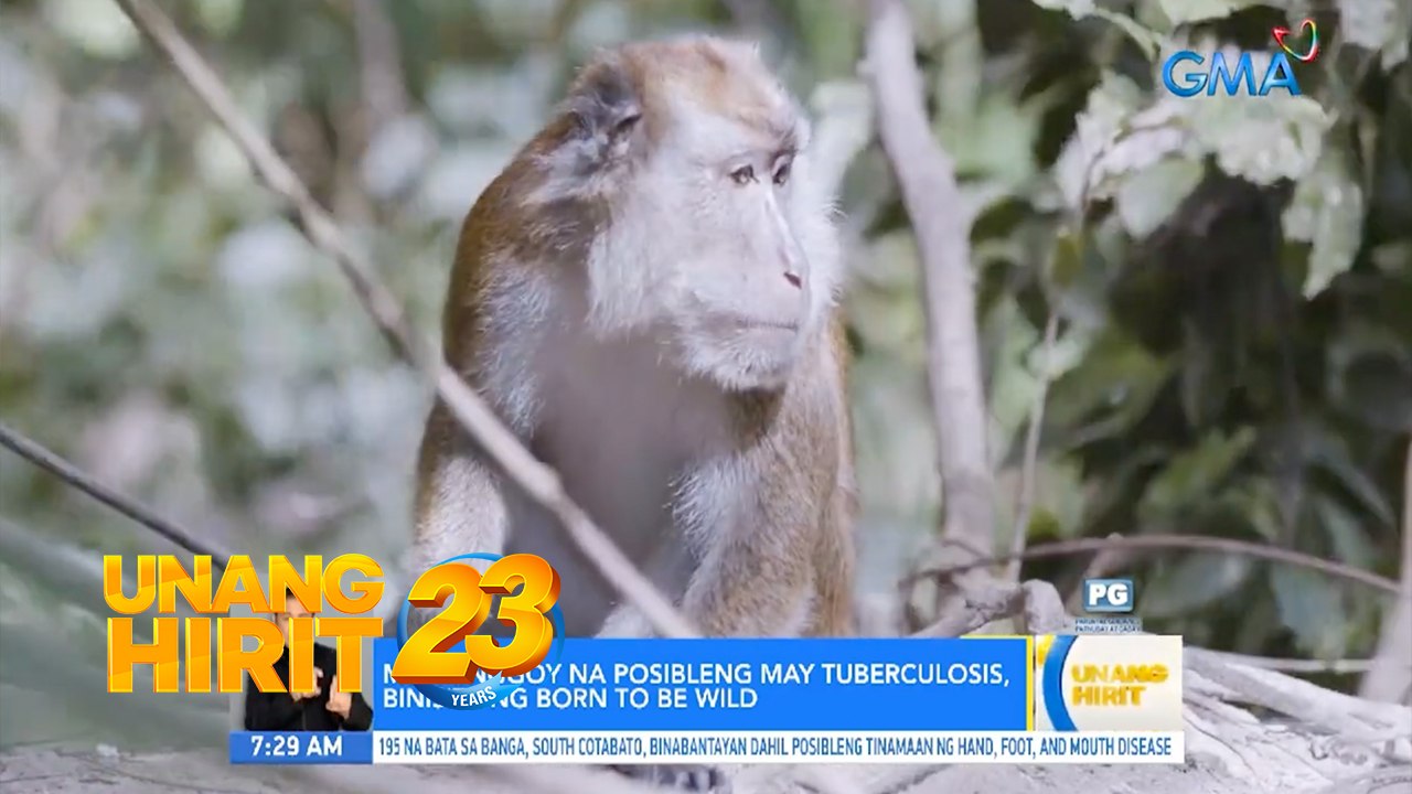 Mga unggoy na posibleng may tuberculosis, binista ng Born to Be Wild ...