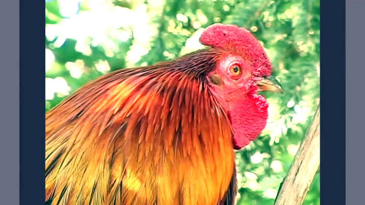 Leah's Farm Signing Time Two Little Hands TV - video Dailymotion