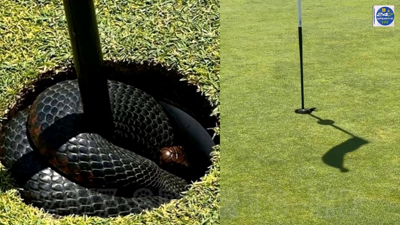 ‘Waiting for a birdie!’ – Watch shocking moment 4ft venomous snake ...