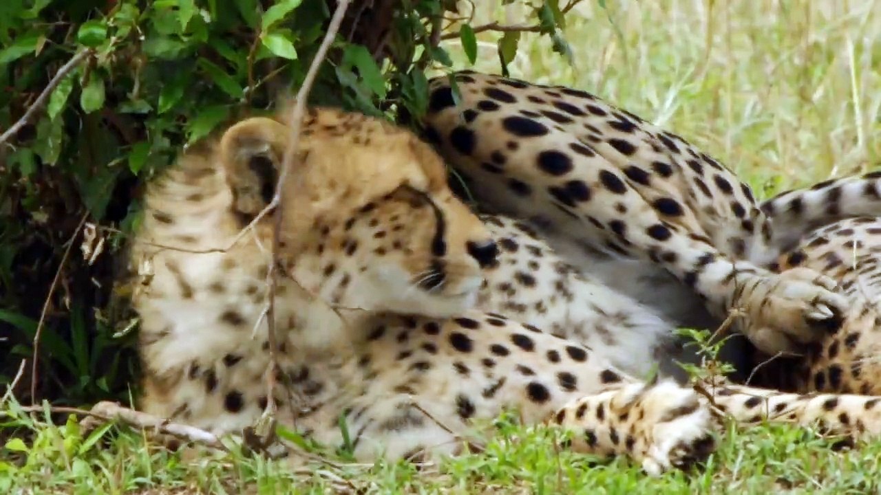 Cheetahs High speed hunters - video Dailymotion