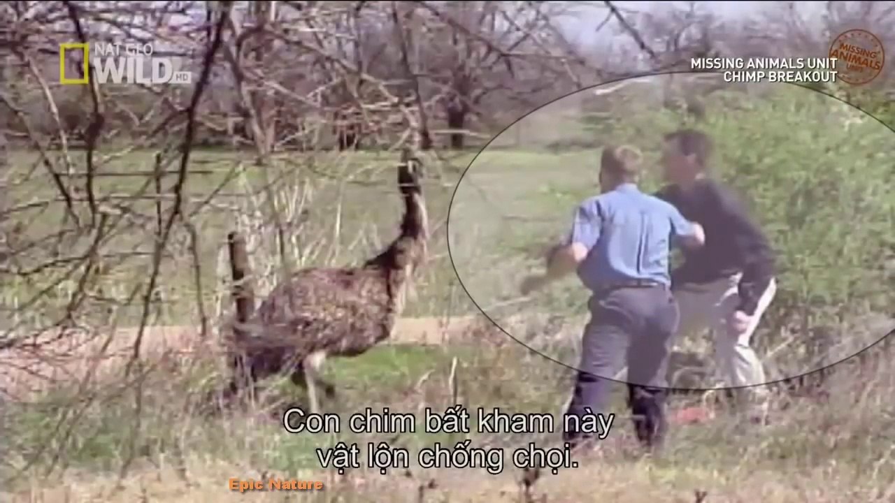 Ostrich Attack Man - National Geographic Documentary - video Dailymotion