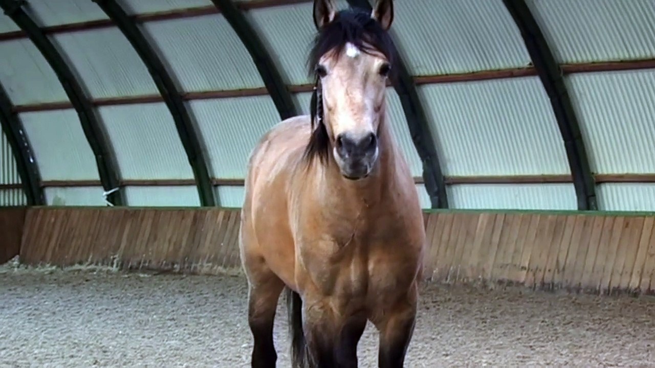 Le Caravage | movie | 2015 | Official Trailer - video Dailymotion