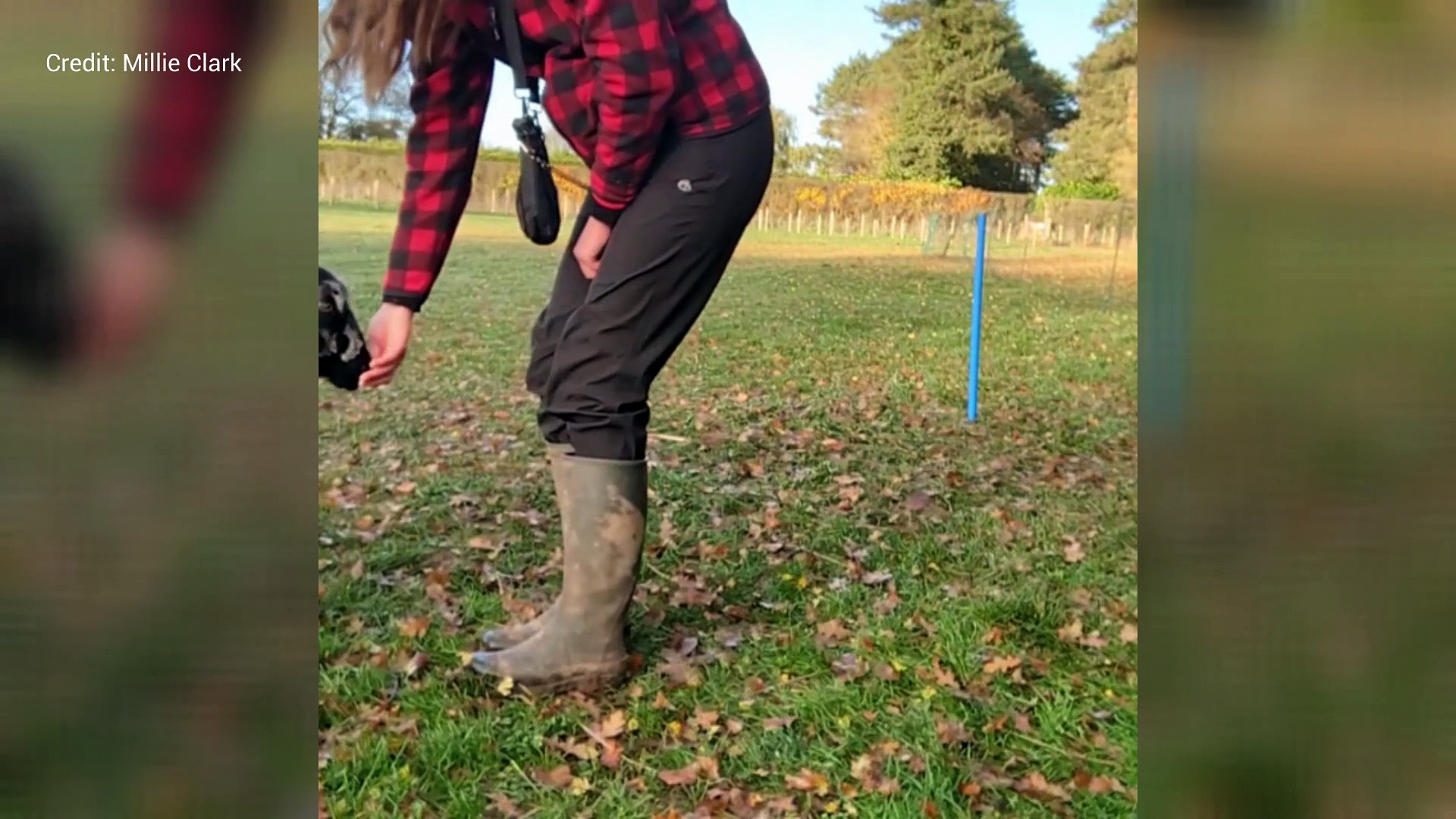 Watch one-year-old Flause complete tricks