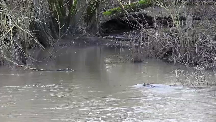 The first sighting of a beaver at Conningbrook Lakes Country Park in ...