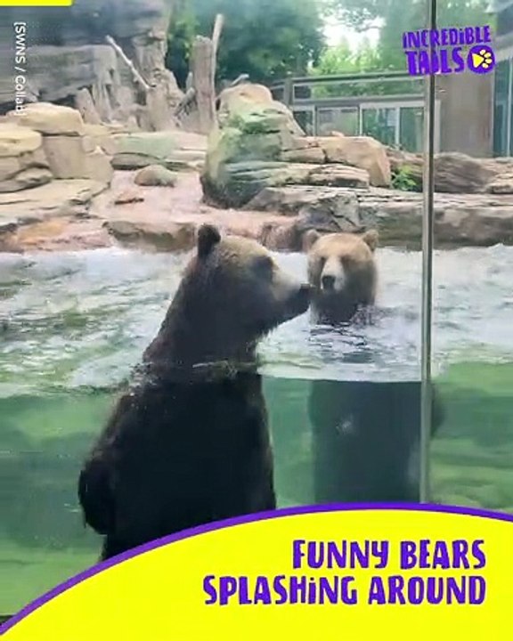 Beary Fun in the Water - video Dailymotion