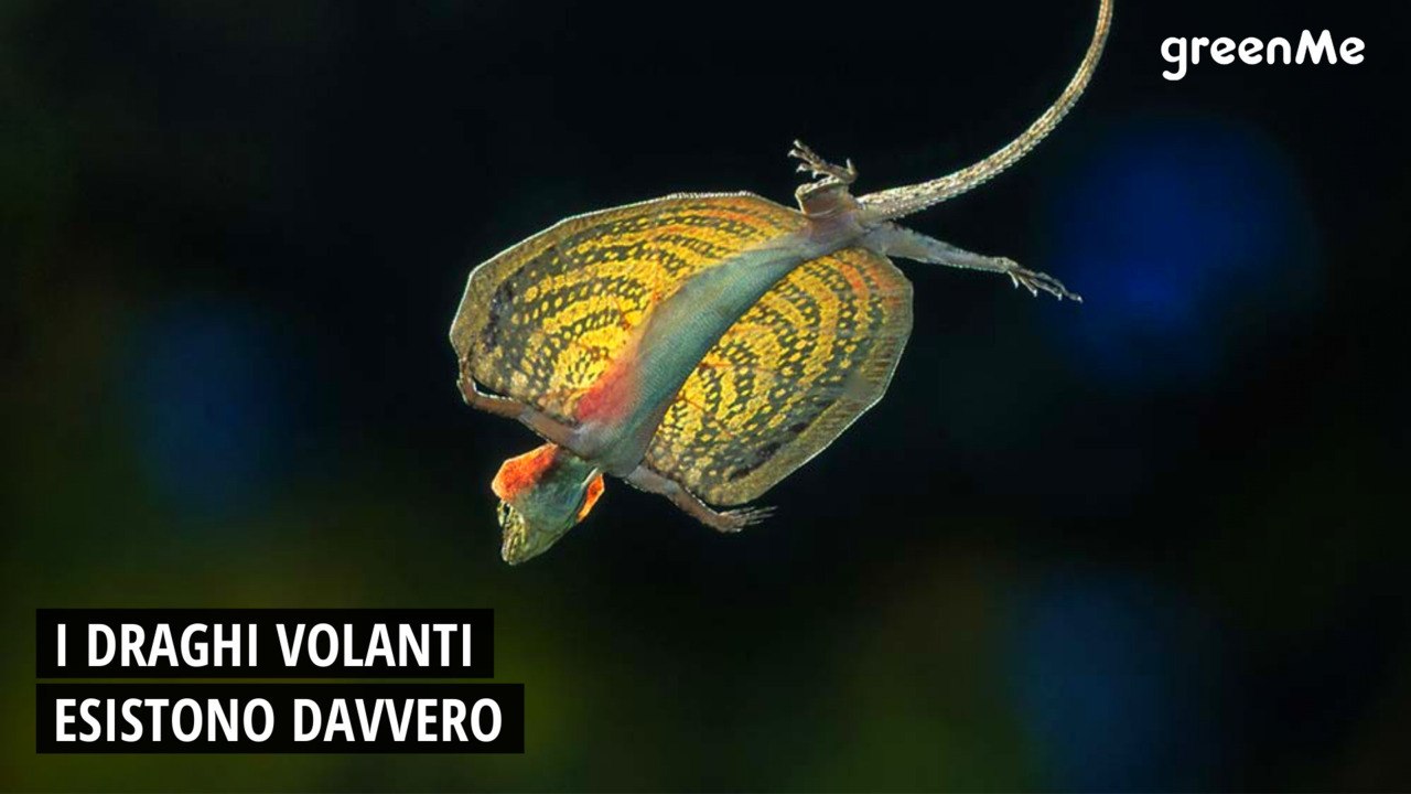 I draghi volanti esistono davvero - Video Dailymotion
