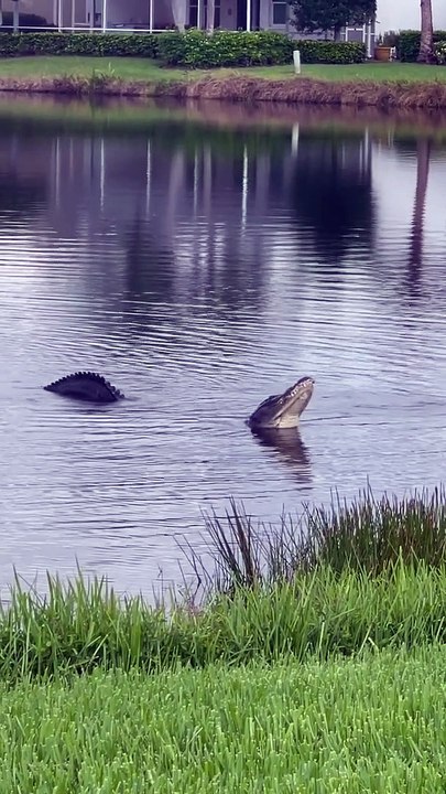 Large Alligators Spotted Near Homes in Sarasota, FL - video Dailymotion