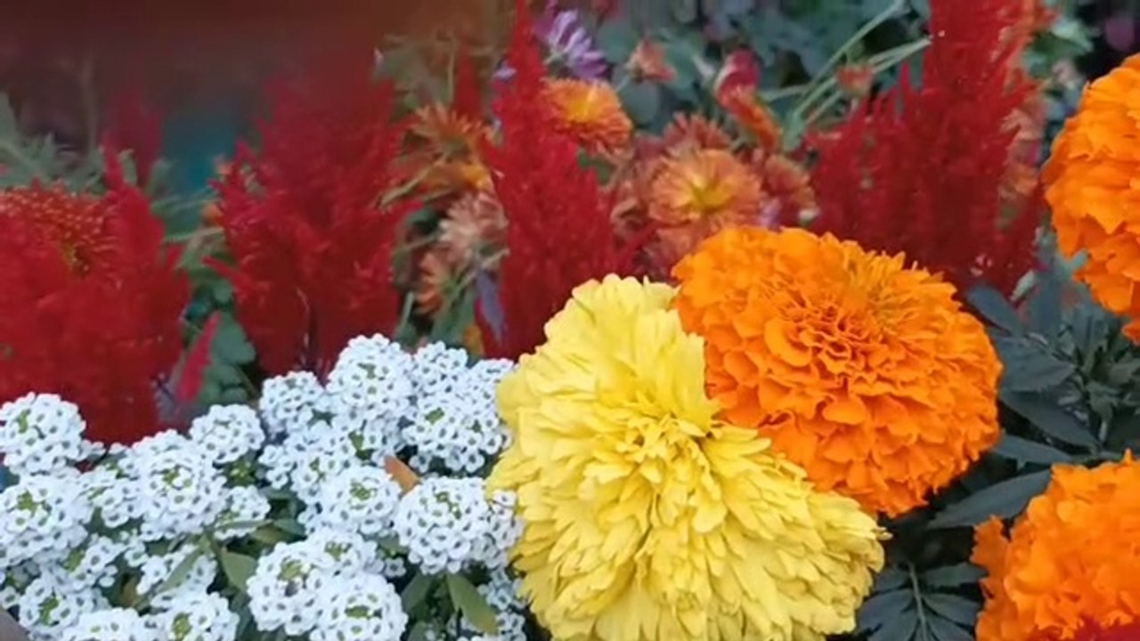 Nice flower video. - video Dailymotion