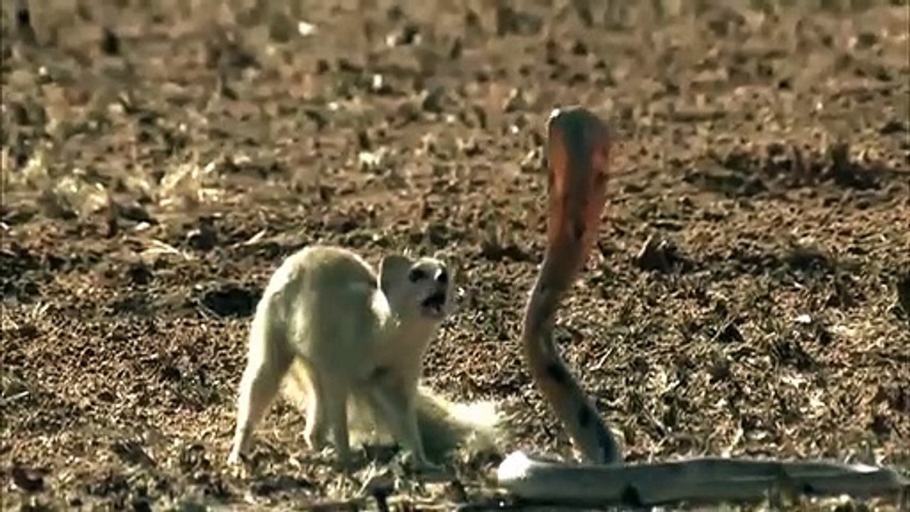 Mongoose Attack Cobra Snake incredible Fighting Video - 코브라 전투 대 몽구스 ...