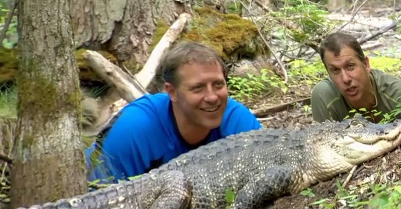 Wild Kratts Wild Kratts S01 E001 – Mom of a Croc - video Dailymotion