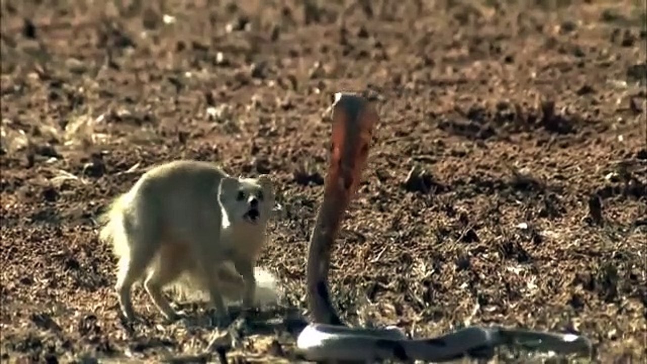 NEW 2015- Mongoose Attack Cobra Snake incredible Fighting Video - Vidéo ...