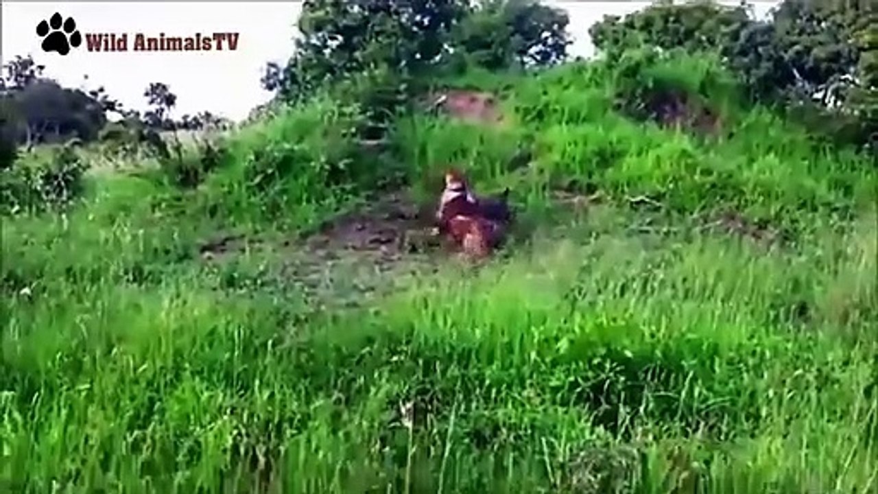 Leopard vs Wild Boars Wild Animal Fights 2015 - Vidéo Dailymotion