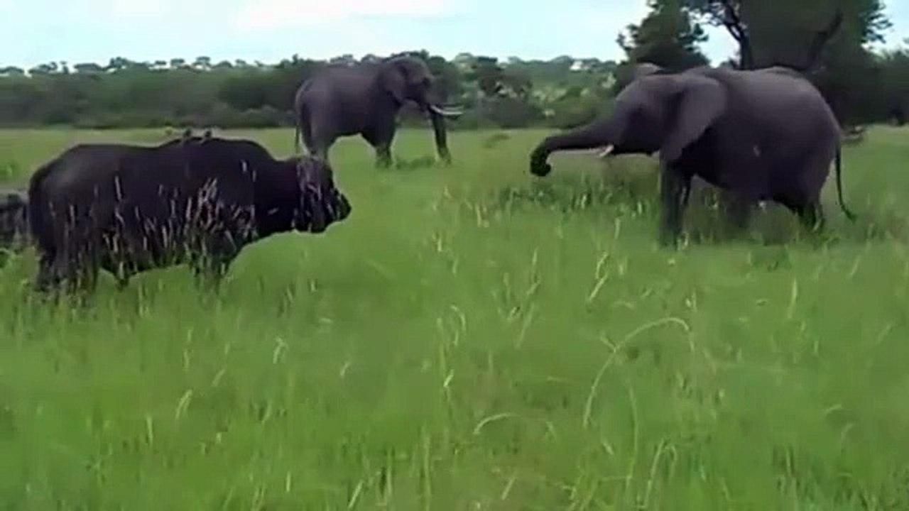 Elephant vs Buffalo - elephant attack and Kill Buffalo - Vidéo Dailymotion
