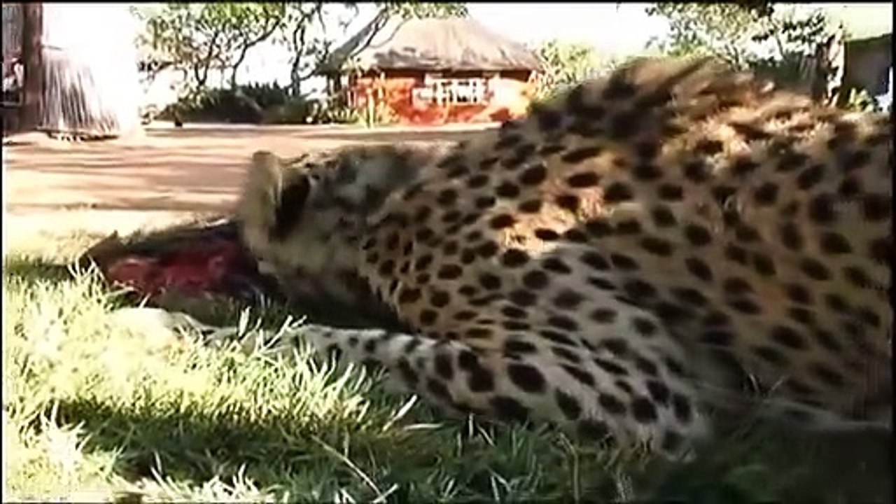 Leopards life Birds Life Leopards Attack Leopards Kills Wild Wild ...