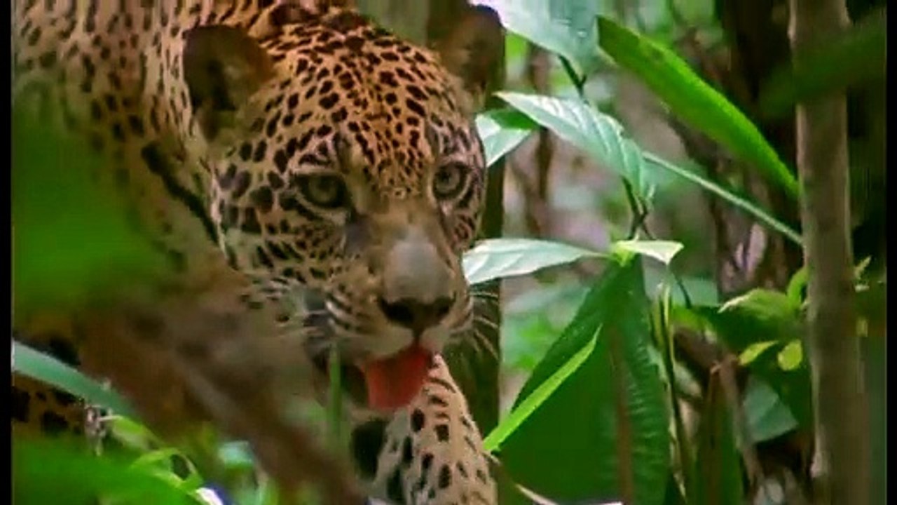 Wild discovery channel animals Journey into Amazonia National ...