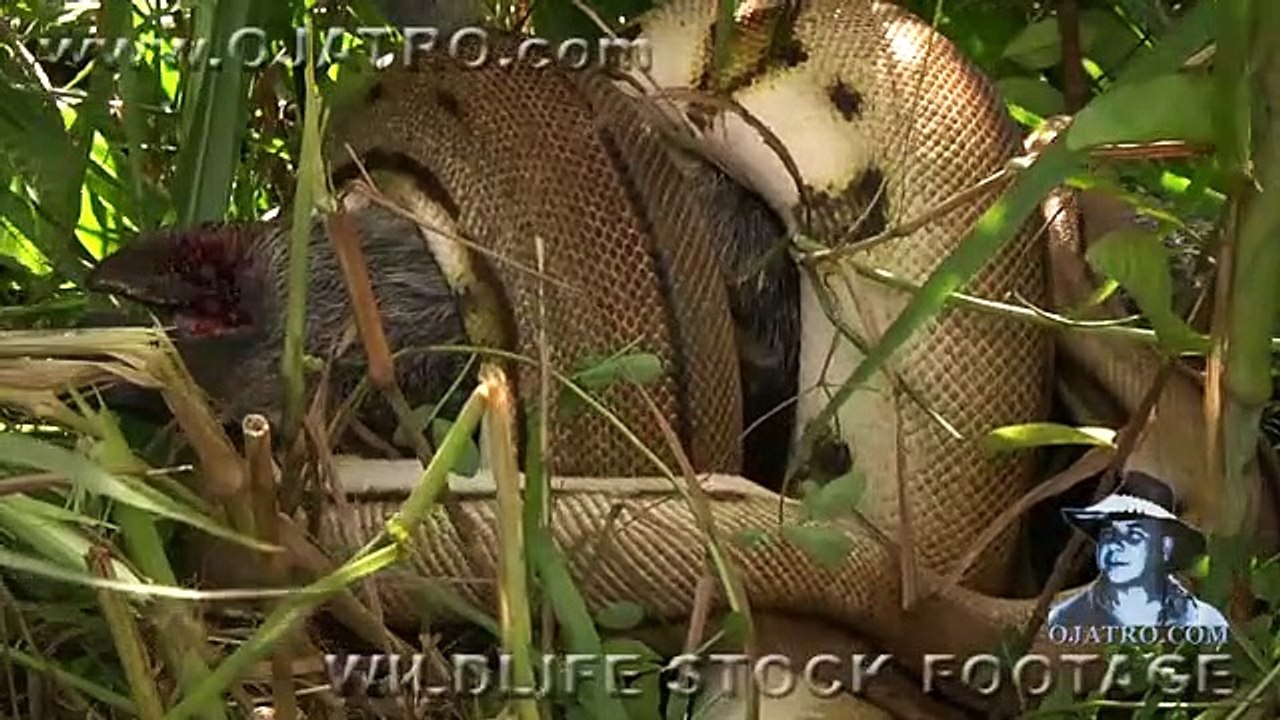 Python Attack Compilation 01 - Vidéo Dailymotion
