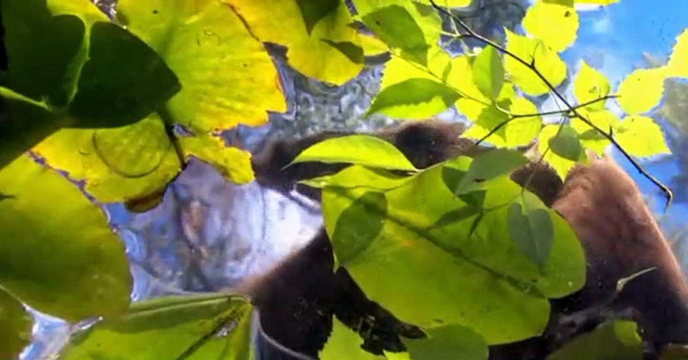 Wild Kratts Wild Kratts S01 E013 – Mystery of the Weird Looking Walrus ...