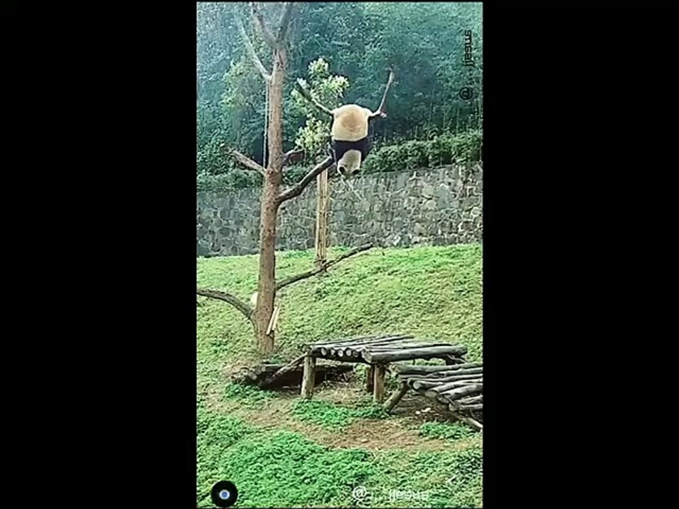 Wee-- - Funny Cats _ Dogs Wee Meme -- Try not to laugh Wee Funny Videos ...