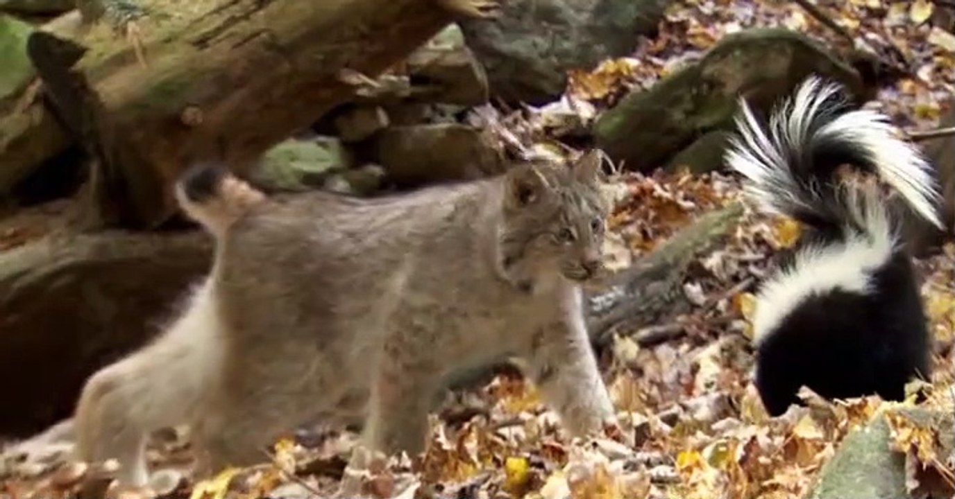 Wild Kratts Wild Kratts S01 E030 – The Food Chain Game - video Dailymotion