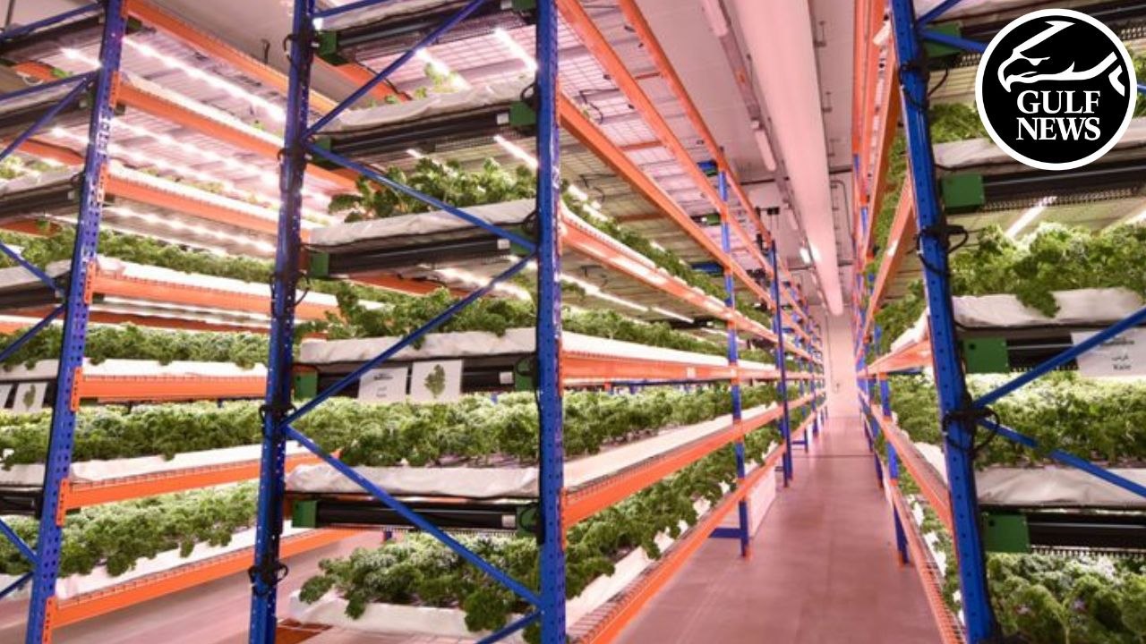 A look inside Emirates’ Bustanica, world’s largest vertical farm in ...