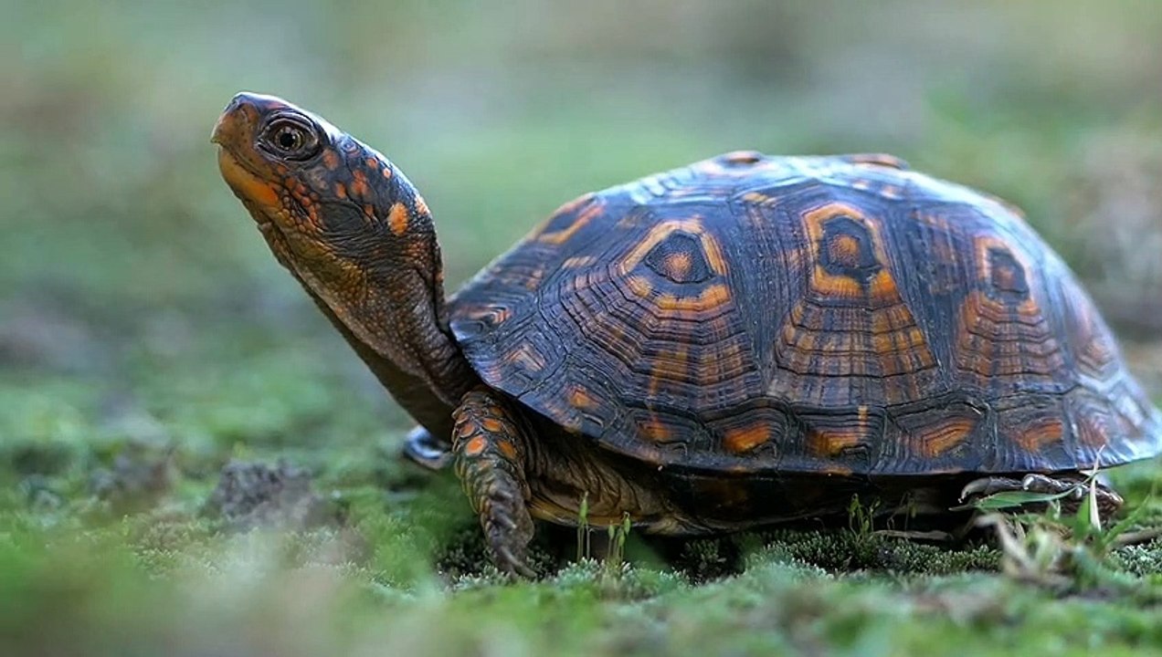 Turtle 4k 30fps - video Dailymotion