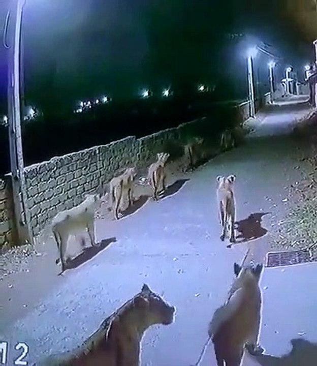 How 8 Lions Became the Talk of the Town in Gujarat - video Dailymotion