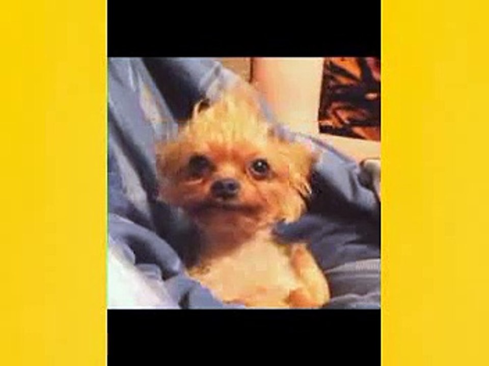 Best Funny Dog Vines - Vidéo Dailymotion