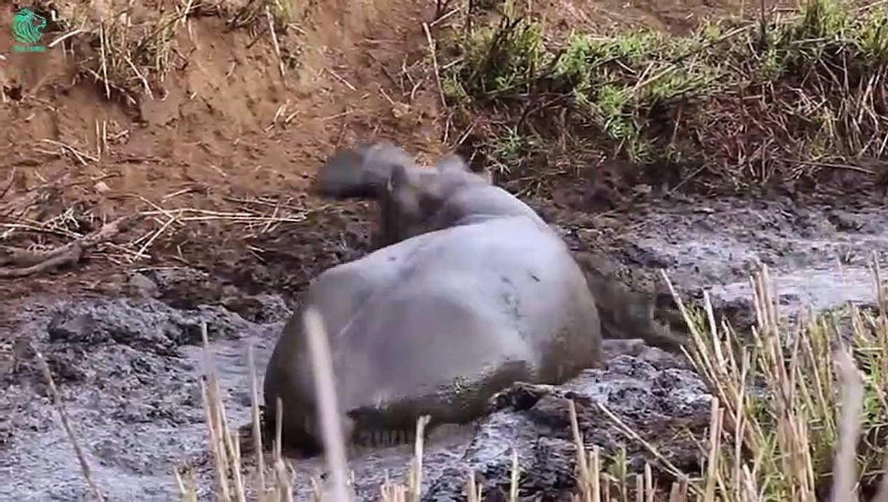 15 Scary Moments! Poor Hippo Injured by Wild Dog, Hyena, Lion Animals ...