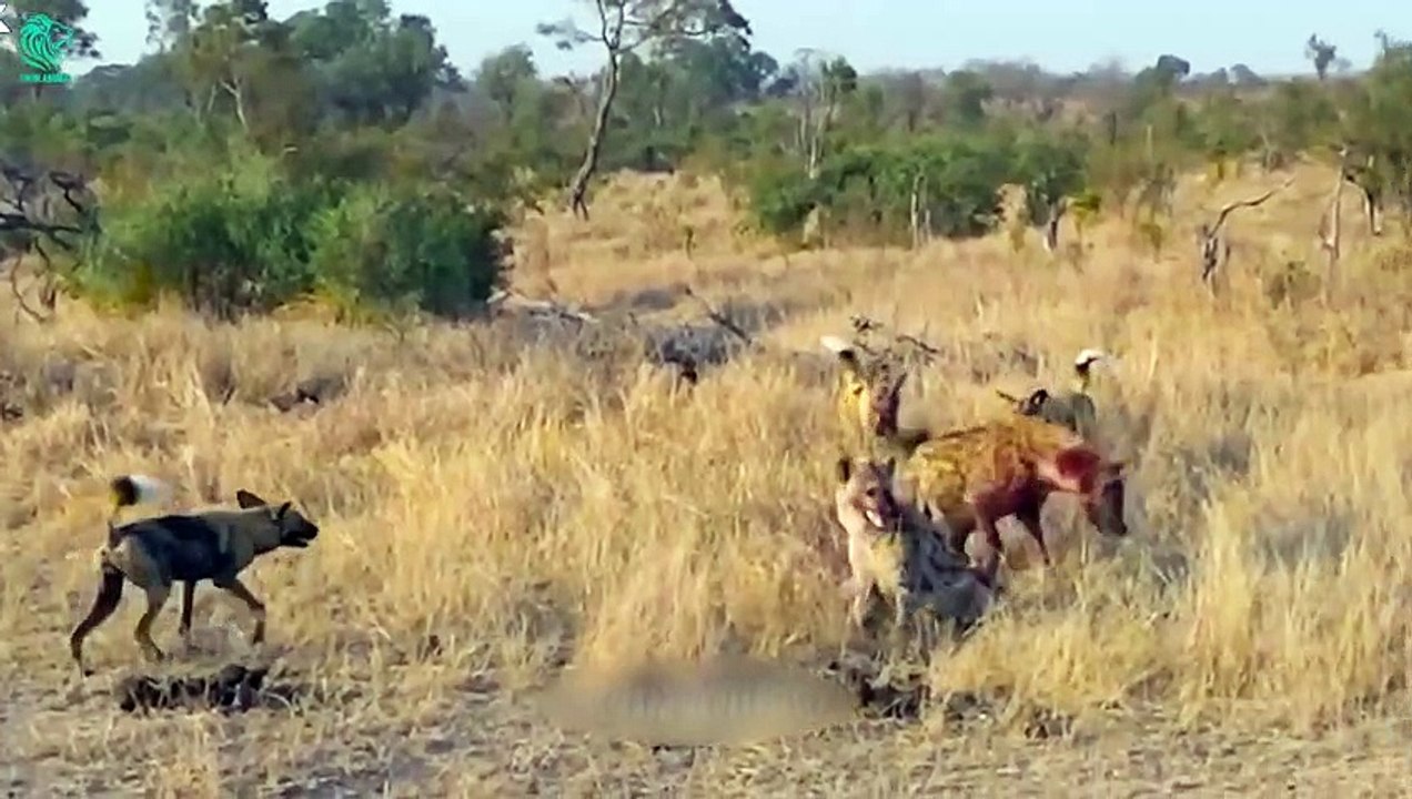 30 Brutal Moments! Wild Dog Injured by Lion, Leopard, Crocodile, Hyena ...