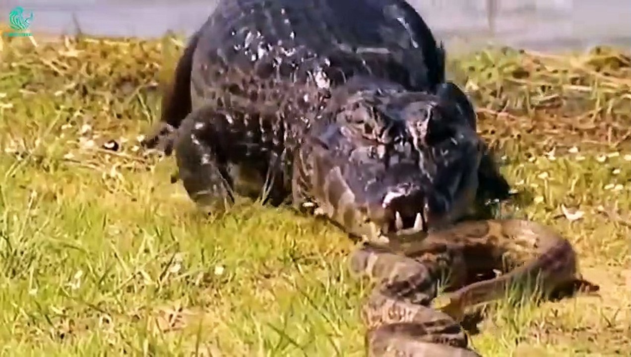The Moment Giant Python Attacks Horrible Prey - Pythons vs Lion ...